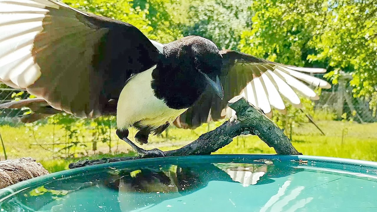 One Legged Magpie drinking | Eurasian Magpie | Pica Pica | Birdbath ...