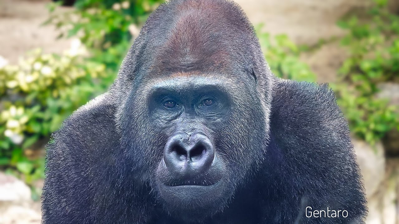 Young Male Gorilla is Ready to Lead a Female | Annie's new mate | Gentaro - YouTube
