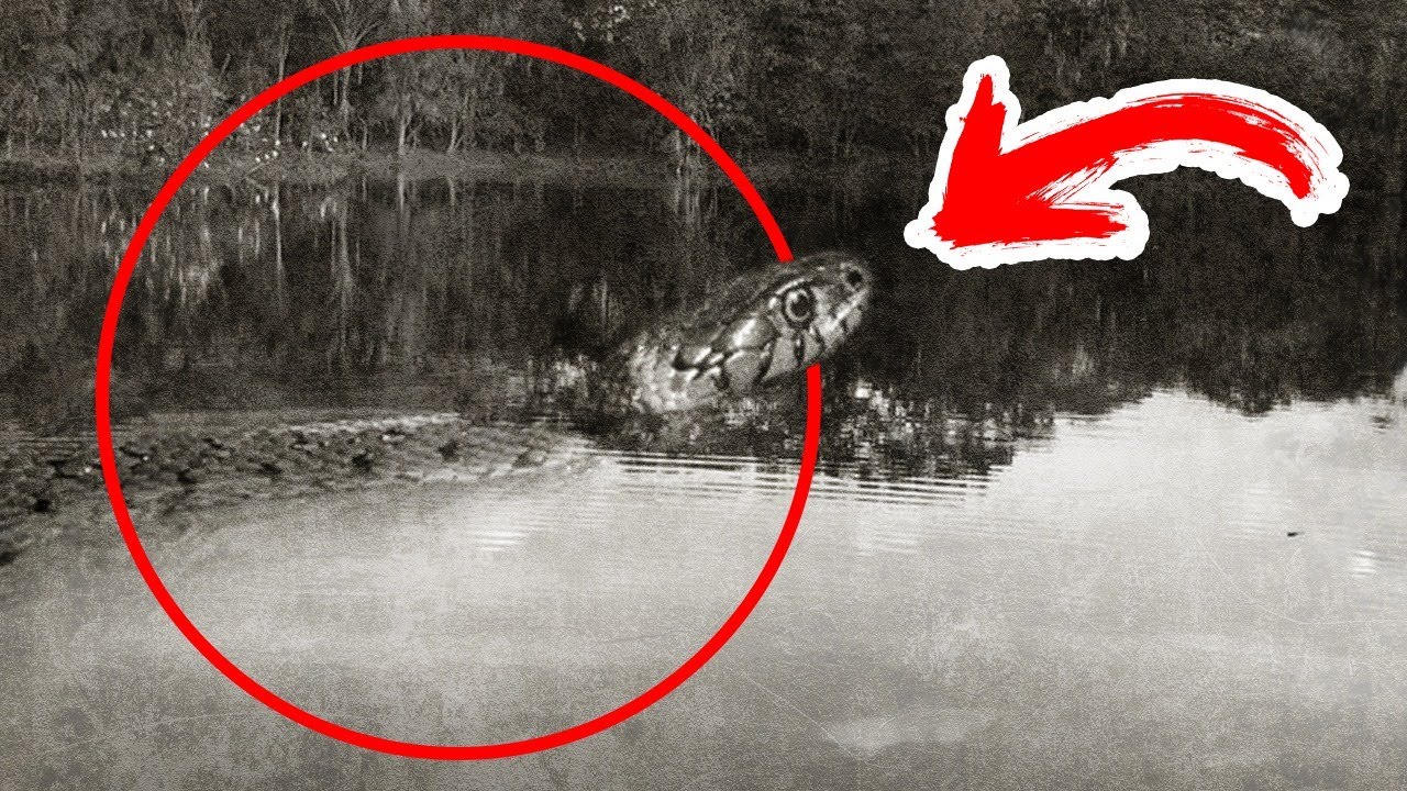 YACUMAMA: La serpiente GIGANTE | ¿REALMENTE EXISTE? | Viranimals - YouTube