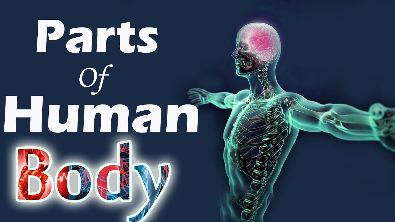 Bible Quiz Questions Related To Human Body Parts Vedha Vina Potti bible-quiz-questions-related-to-human-body-parts-vedha-vina-potti
