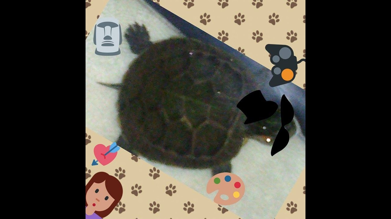 My lovely pet turtle :) - YouTube