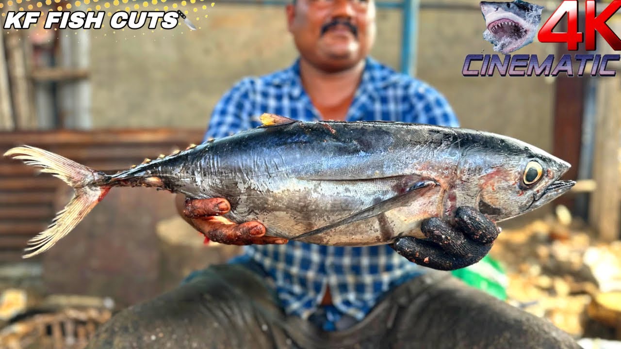 FRESH TUNA FISH CUTTING🔪KASIMEDU FASTEST FISH CUTTER🔪KF FISH CUTS - YouTube