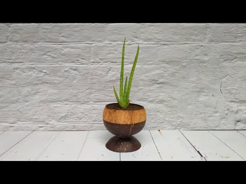Coconut shell plant pot making ideas/ Indian Technic - YouTube