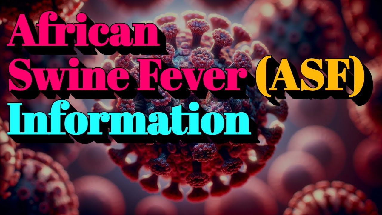 African Swine Fever (ASF) Information (🔬Animal diseases) - YouTube