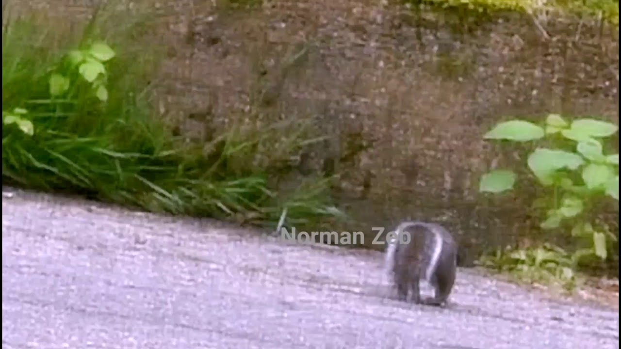 Squirrel run... - YouTube