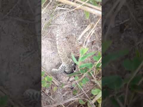 Fat savannah monitor needs a bigger house - YouTube