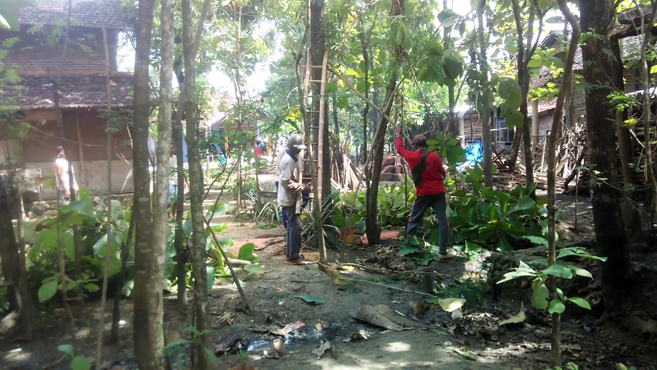 PROSES PENEBANGAN POHON JATI MUDA Menggunakan Sistem Manual Dorong ...