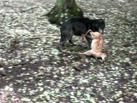 Wolf fight over food.MOV - YouTube