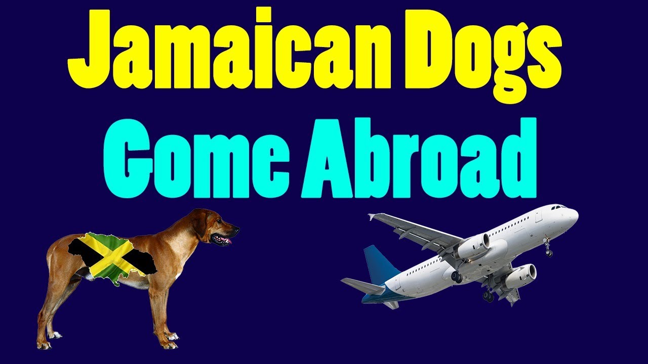 Jamaican Dogs Gone Abroad - YouTube