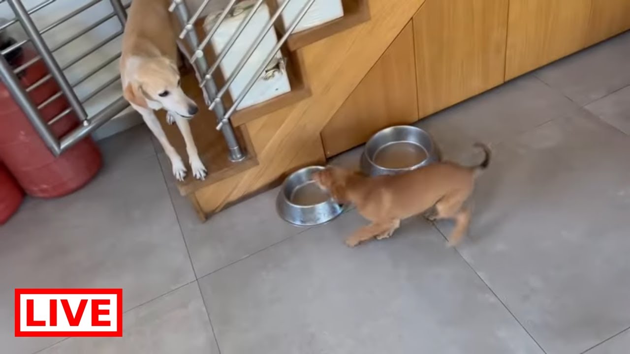 Ariel is very very happy ! And Nala is Bossy 😃 - Takis Shelter - YouTube