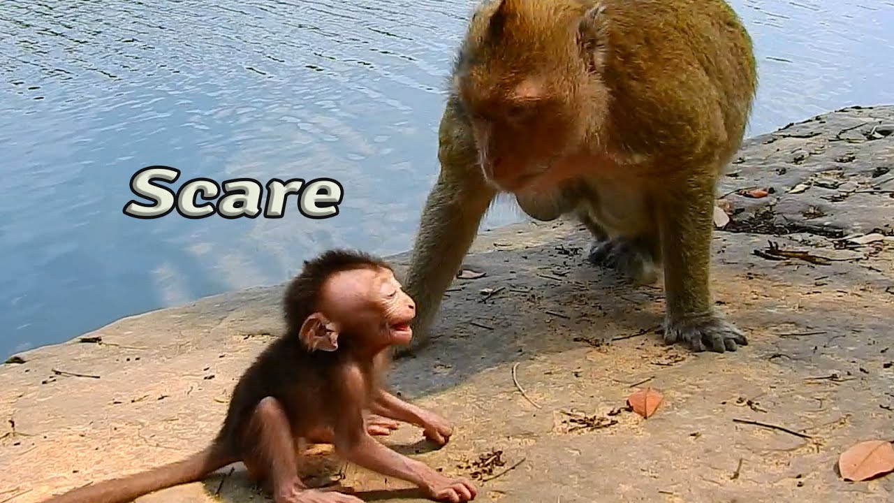 OMG !! Lovely Baby Madea so cry coz scared her leaves away her, - YouTube