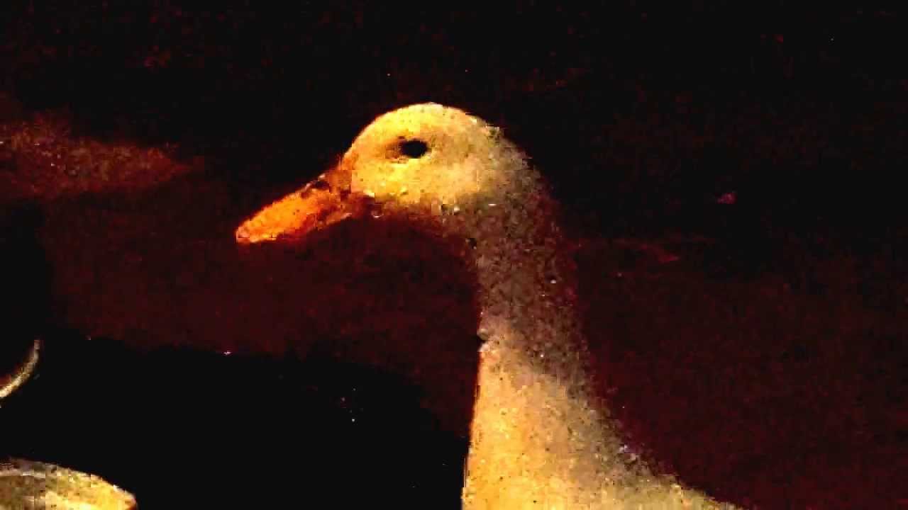 Pato graznando - YouTube