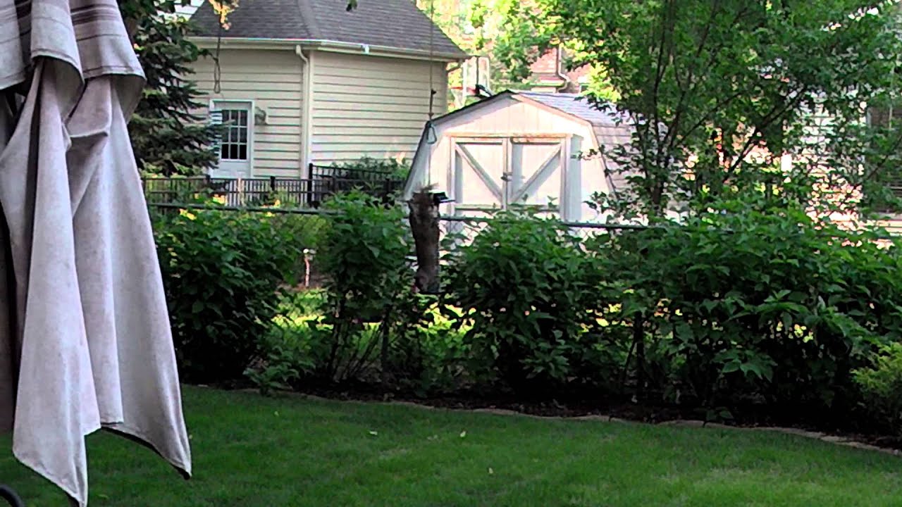 Squirrel Boss 2 - YouTube