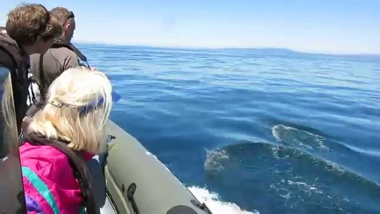 Common Dolphins Bow-riding the Fast Raft on a Glassy Day in Monterey ...