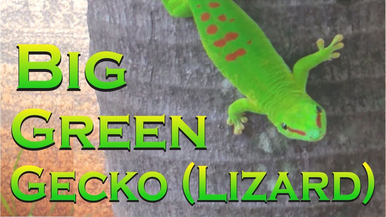 BIG Green Gecko - Lezard Vert ( Mauritius / Ile Maurice) - YouTube