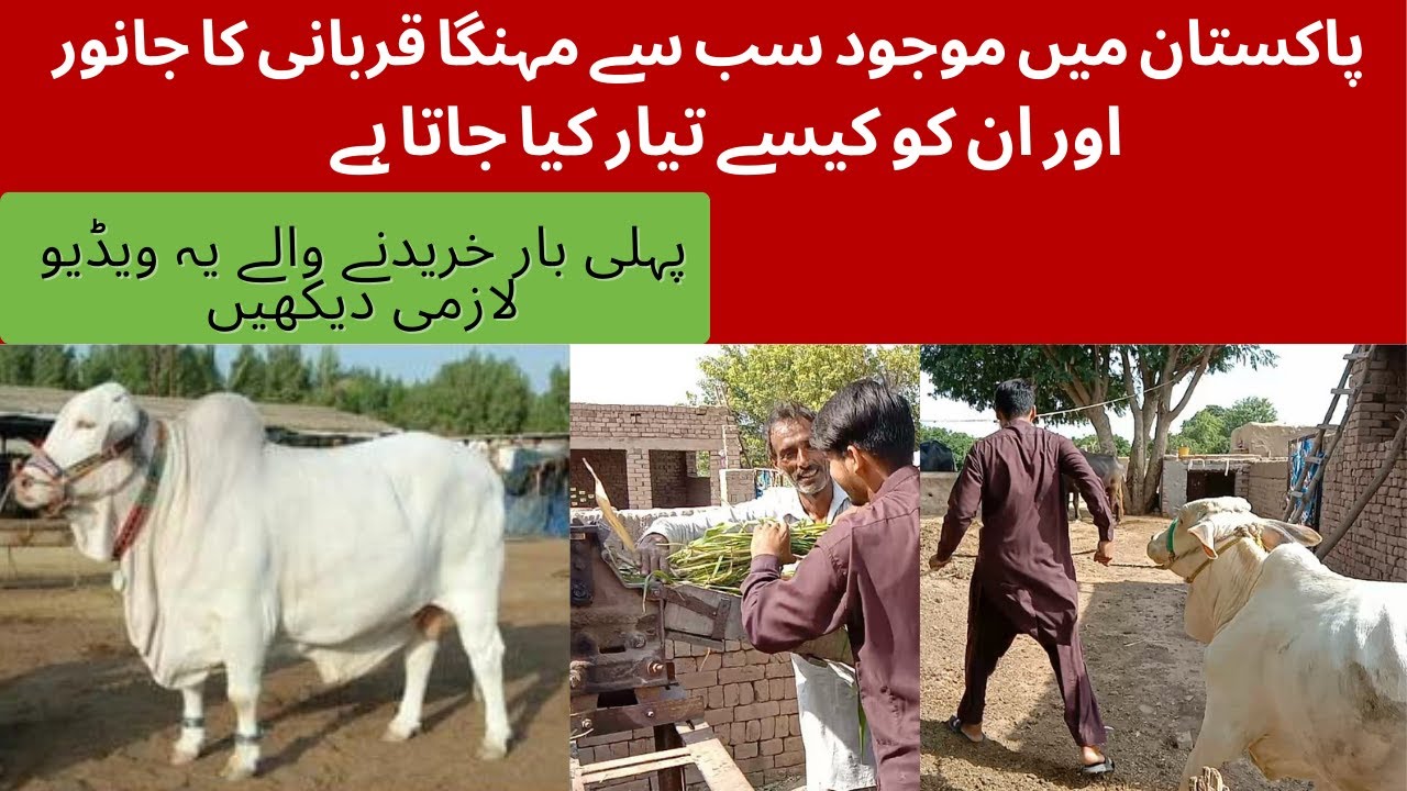 Qurbani Cow Tik Tok