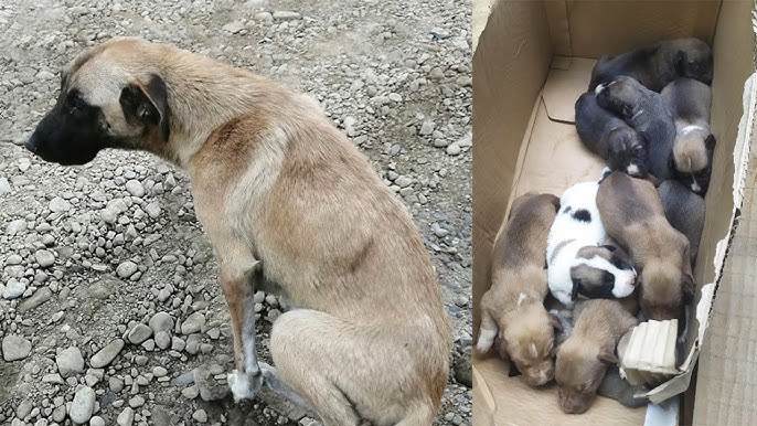 Why Does My Dog Kick Up Dirt After Peeing