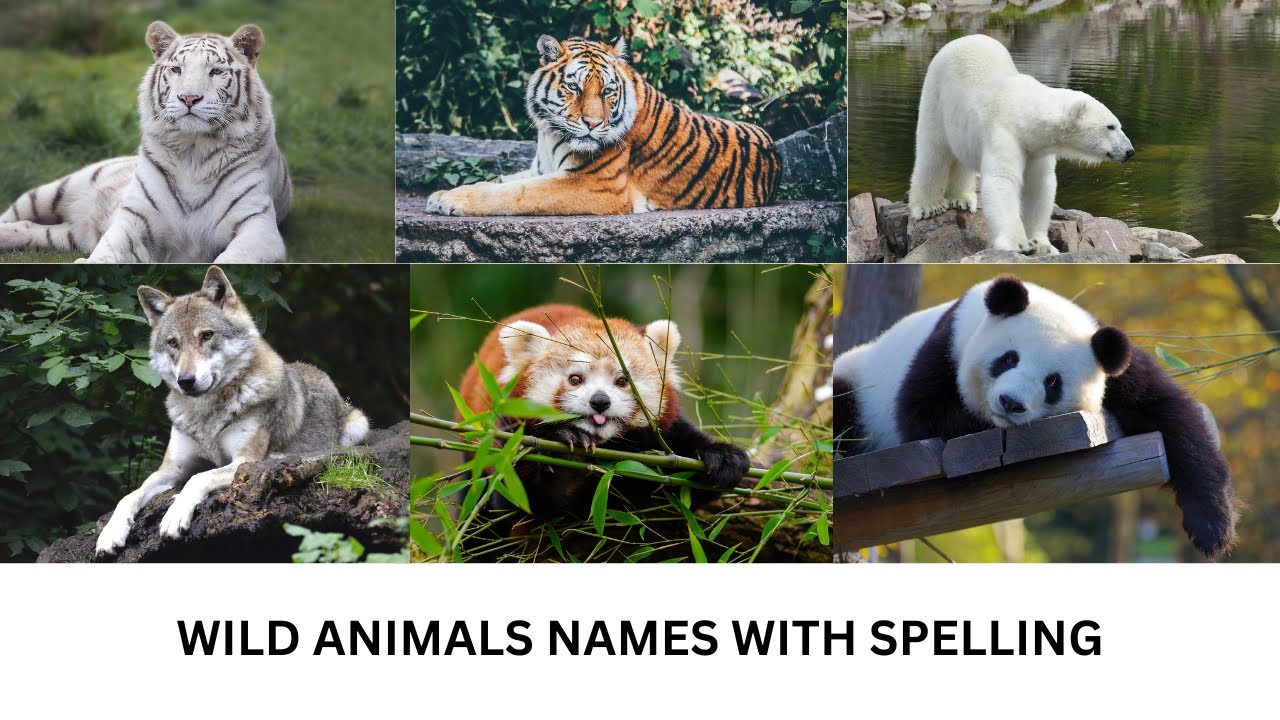 Wild animals, Wild animals with spelling, Wild animal's names, Kids ...