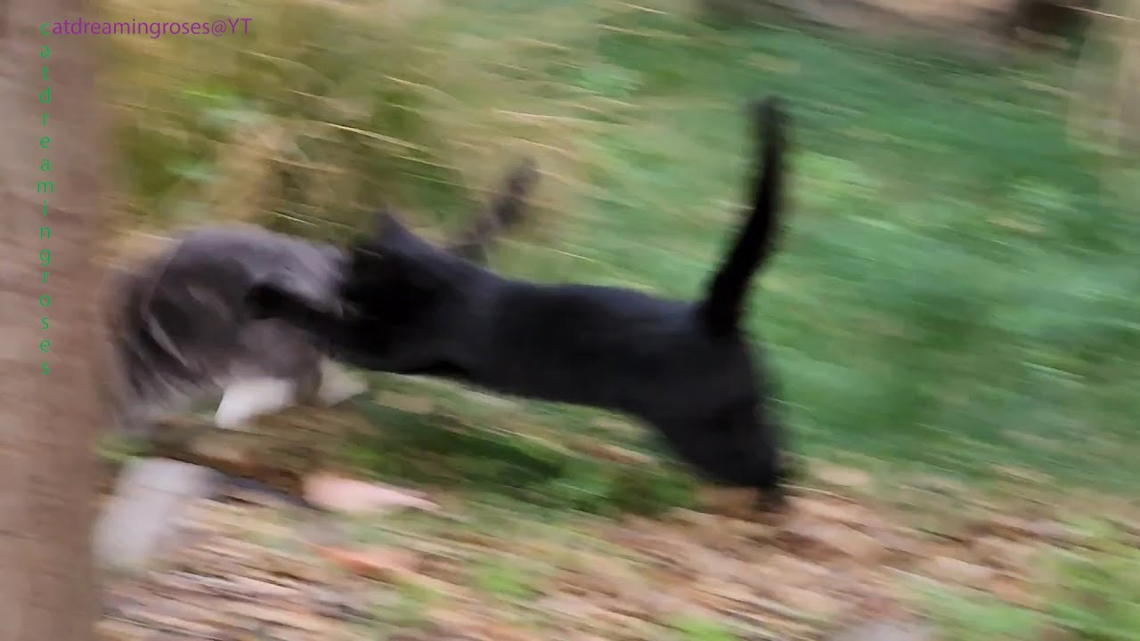 What are cats running for? Fast and Faster! - YouTube