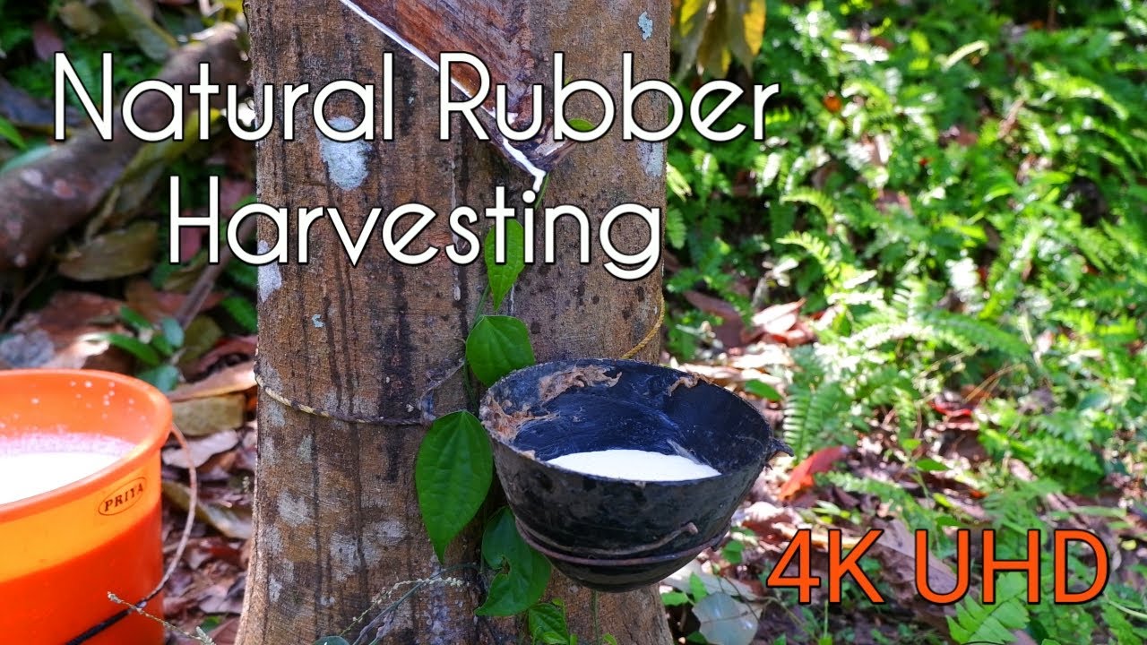 NATURAL RUBBER HARVESTING AND LATEX PROCESSING | 4K UHD | KERALA ...