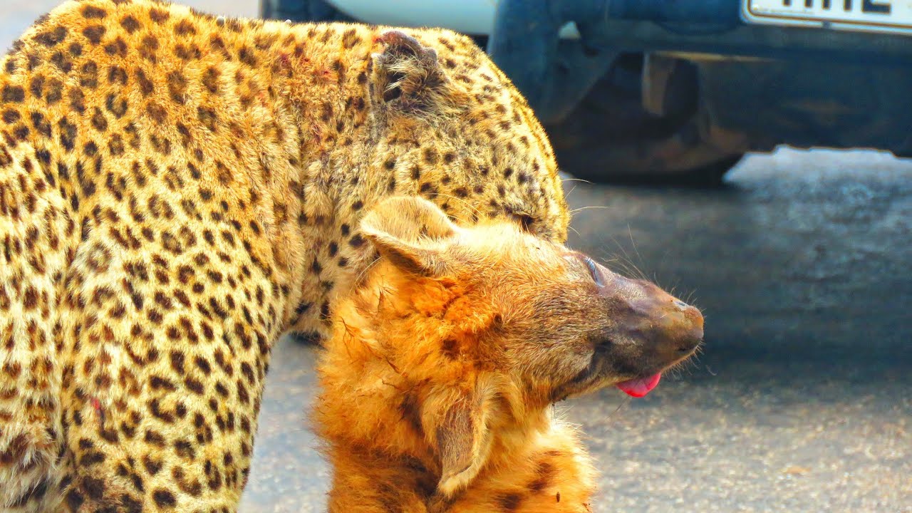 Leopard With a Hyena Kill. #africa #krugernationalpark #leopard #big5 ...