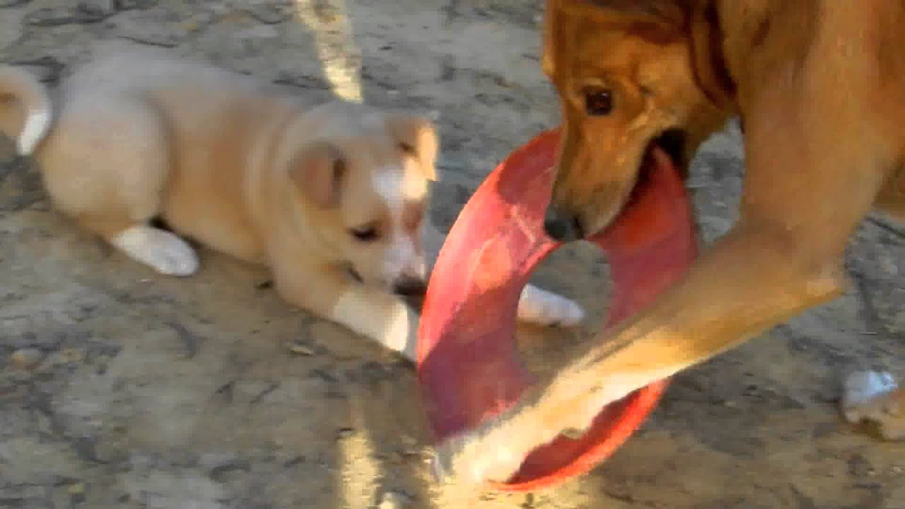 5 week old Carolina Dog puppies - YouTube