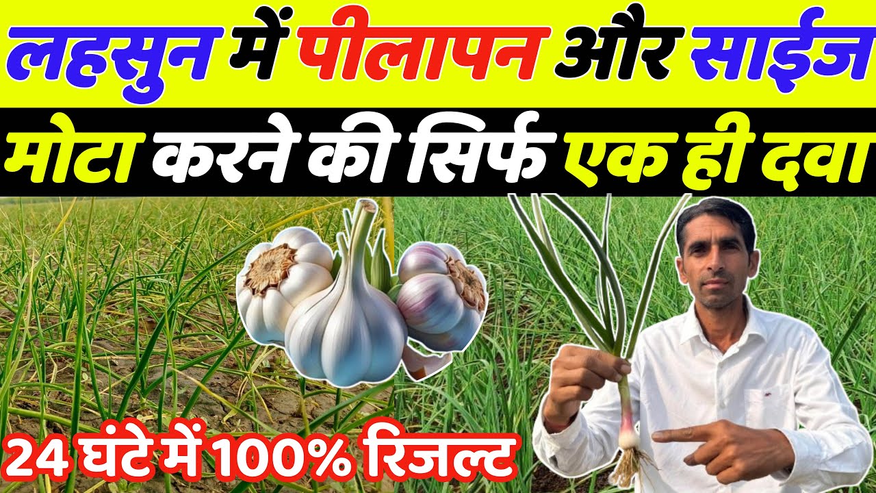 लहसुन में पीलापन दूर और साइज मोटा करने की दवा | Lahsun me pilapan ...