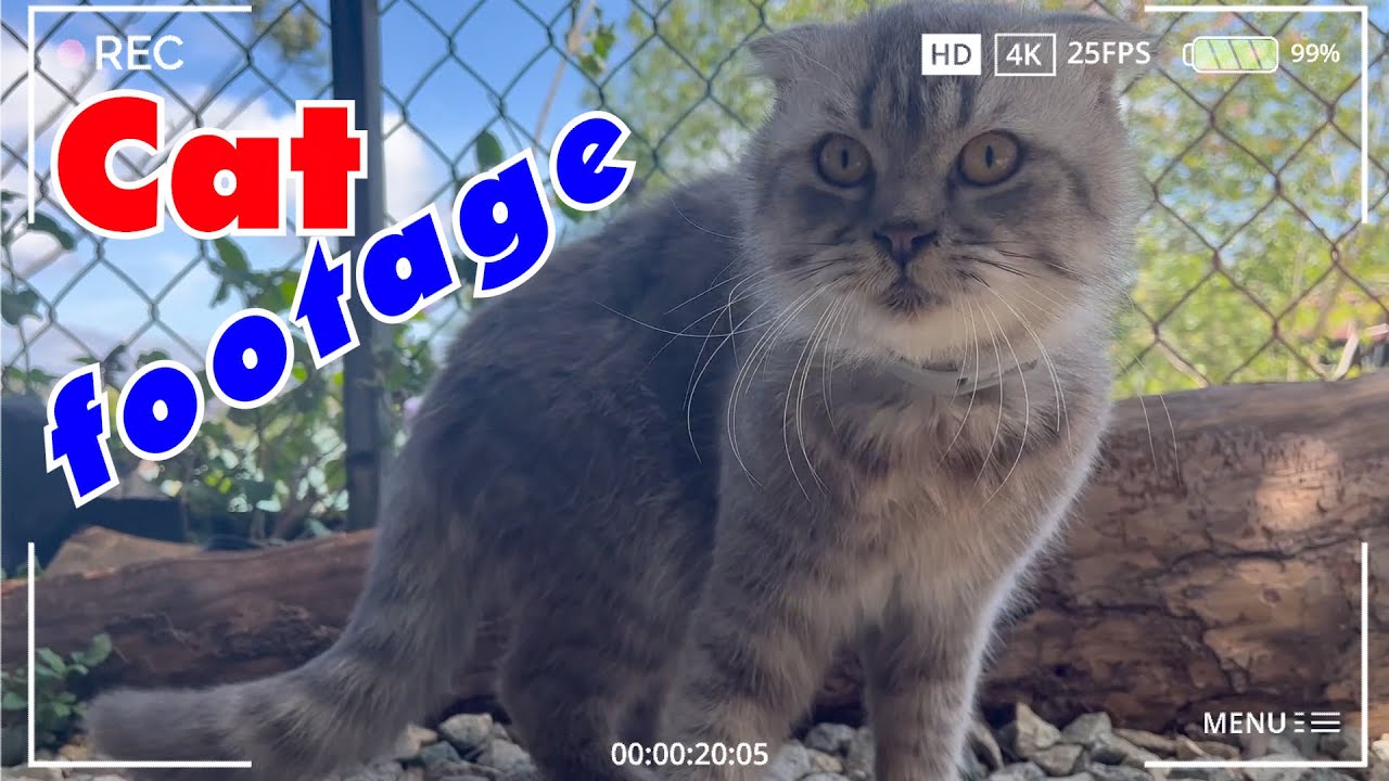 Cats and Kittens Beautiful Scenes Episode 2 | Cat Island - YouTube