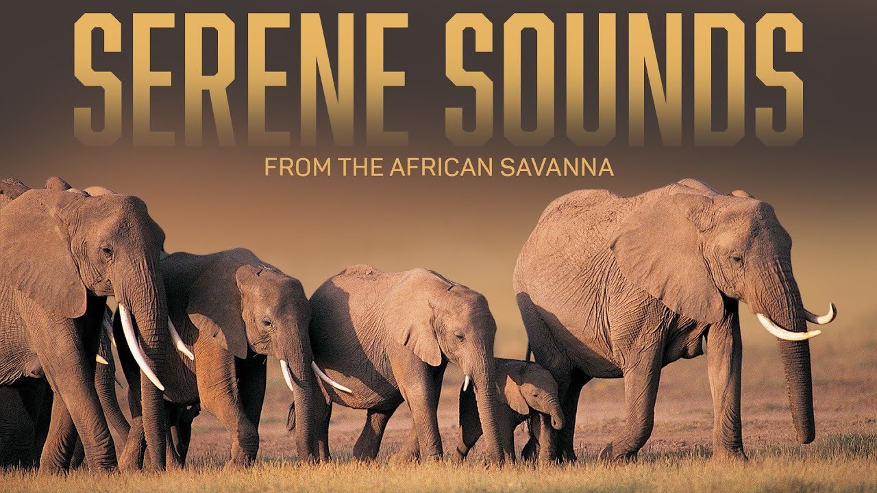 African Wilderness Serenity: Calming Meditation Music with Scenic ...