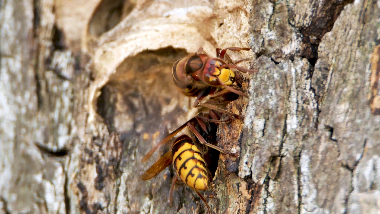 Vespa crabro - Calabrone europeo - YouTube