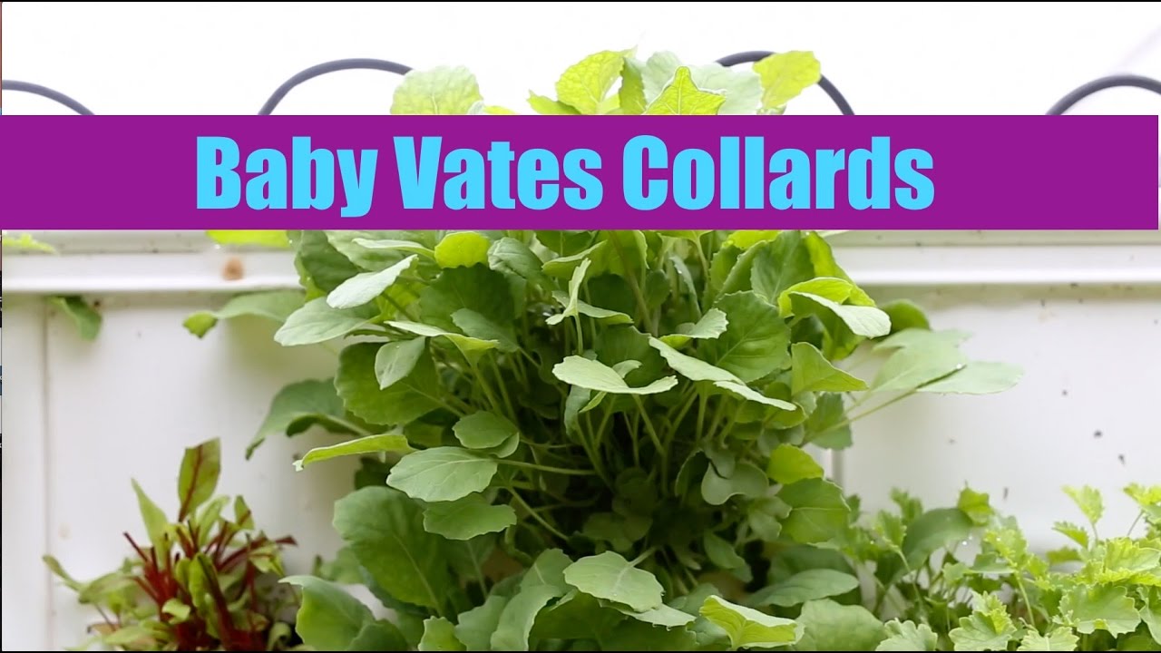 Aquaponics Growth Cycle | Baby Vates Collards - YouTube