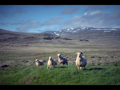Population of sheep vs population of humans on Iceland (bar chart race)