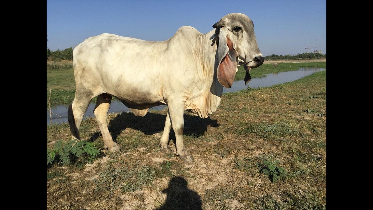 Khmer Bull 002| ពូជគោបា - YouTube