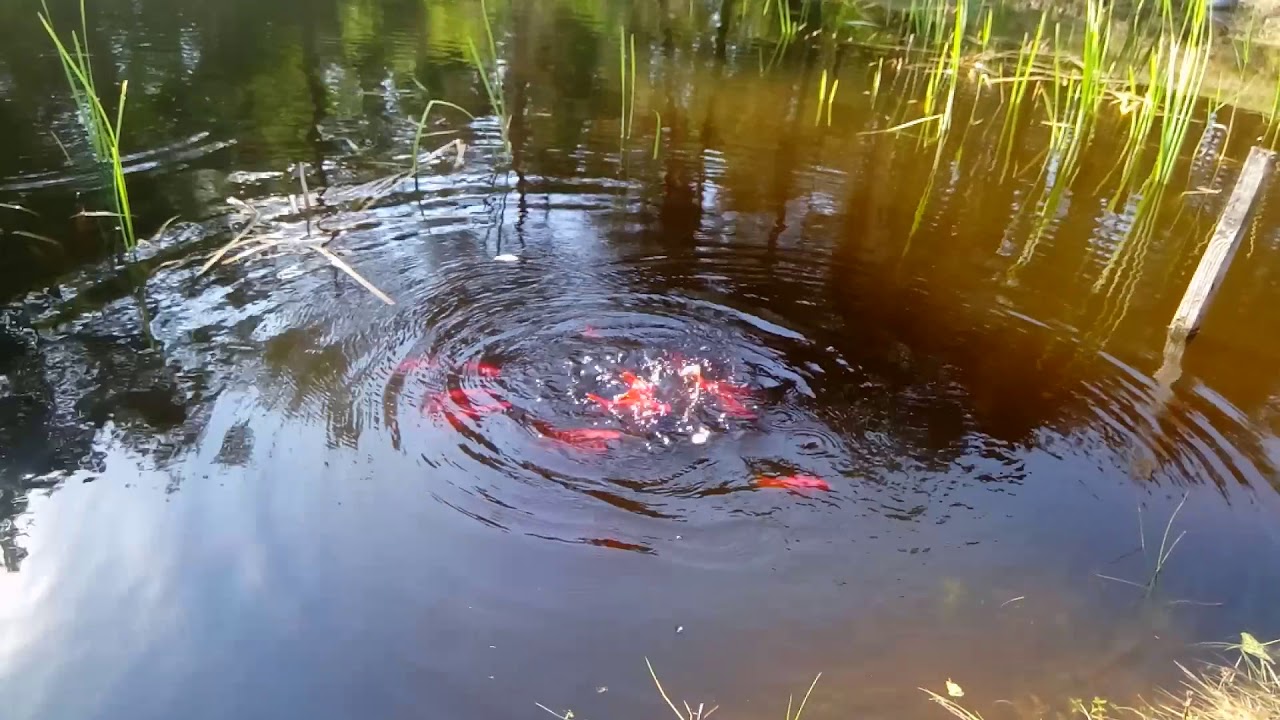 Mah fish :KannaBear: - YouTube