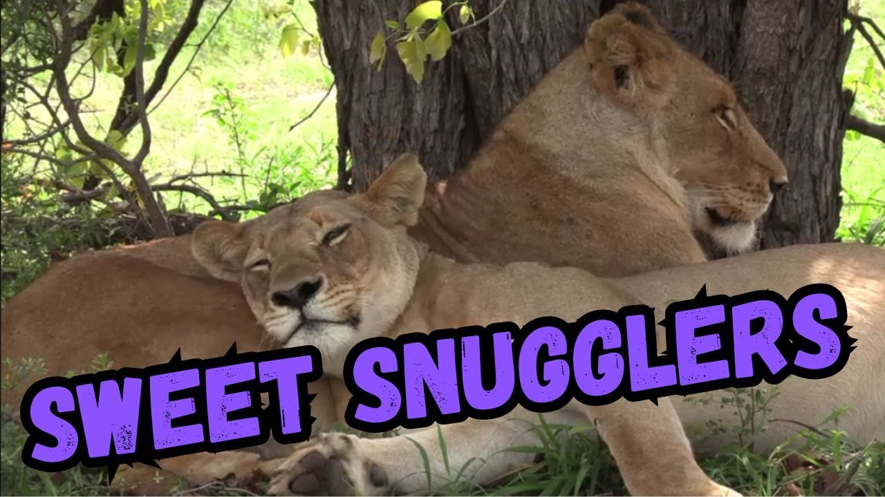 Cooldown with this compilation of adorable ANIMAL SNUGGLES - YouTube