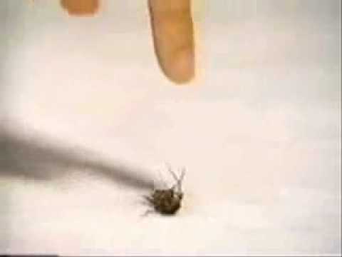 Japanese Fly hypnosis trance - YouTube
