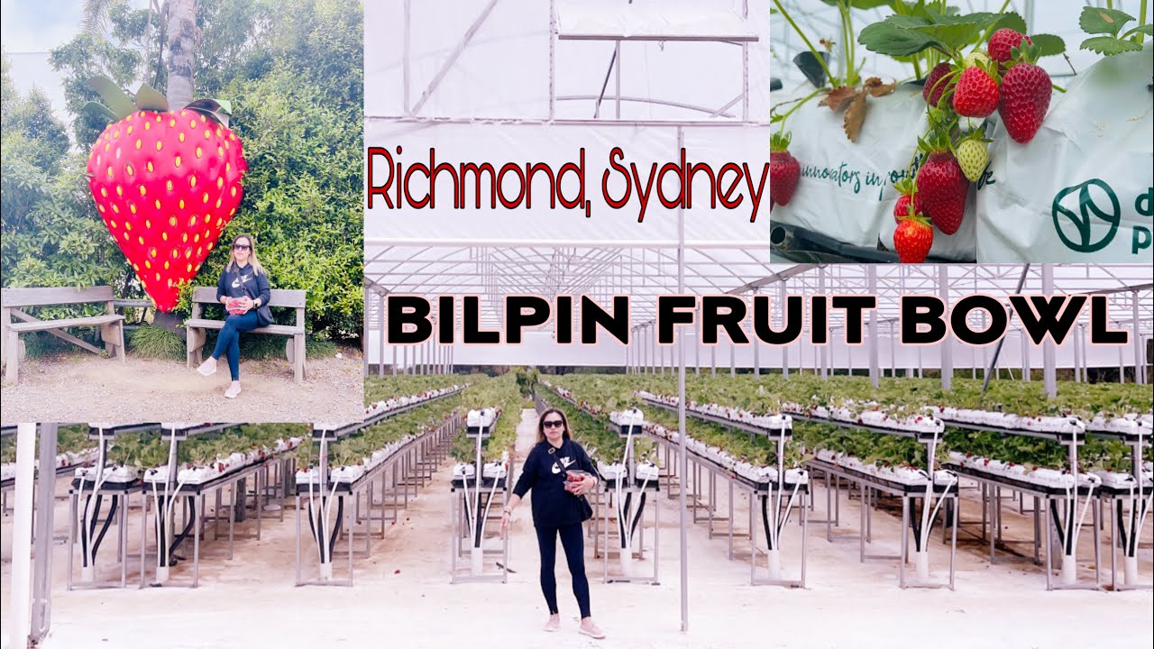 STRAWBERRY PICKING AT BILPIN FRUIT BOWL, SYDNEY, AUSTRALIA - YouTube