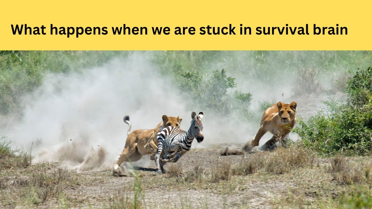 What happens when we are stuck in survival brain - YouTube