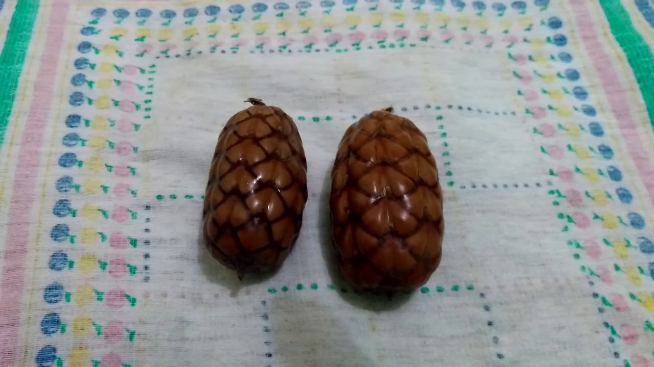 fruta jupati do Amazonas - YouTube