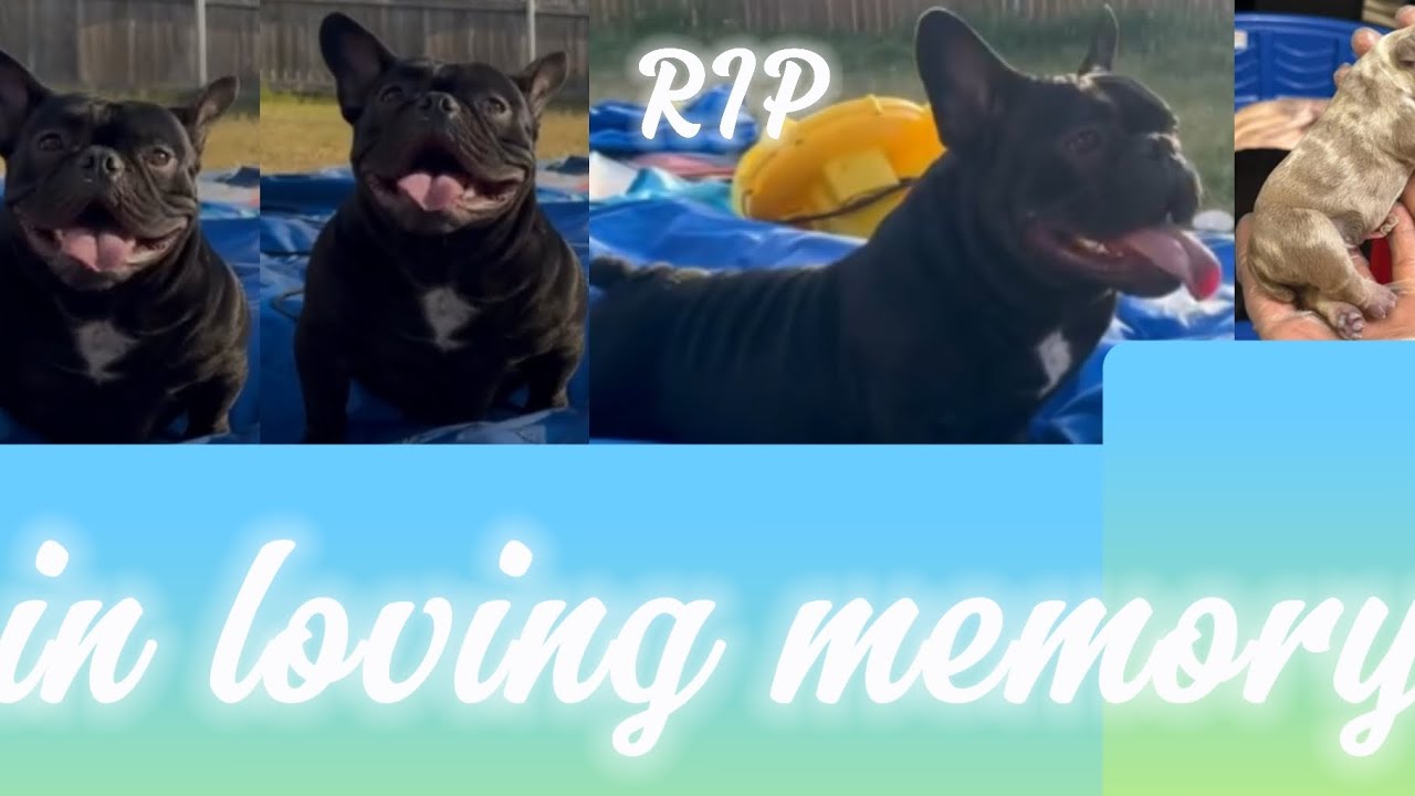 my exotic bully dies and the whole litter dies , rip Wednesday Adams 🤯 ...