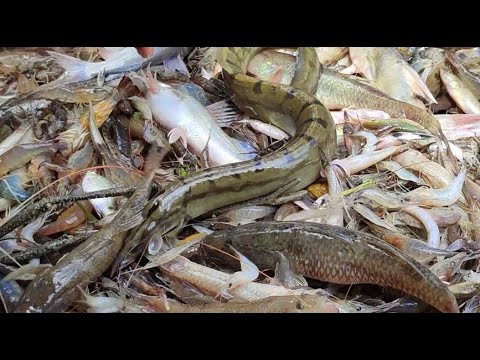 পদ্মার জেতা মাছ গুলা ডালায় ঢালতেই বিক্রি হয়ে গেল‼😍Really Most Amazing ...