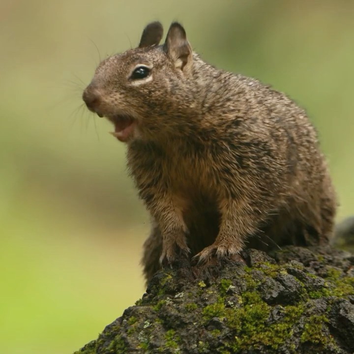Angry Ground Squirrel spots something SCARY and alerts neighbours - YouTube
