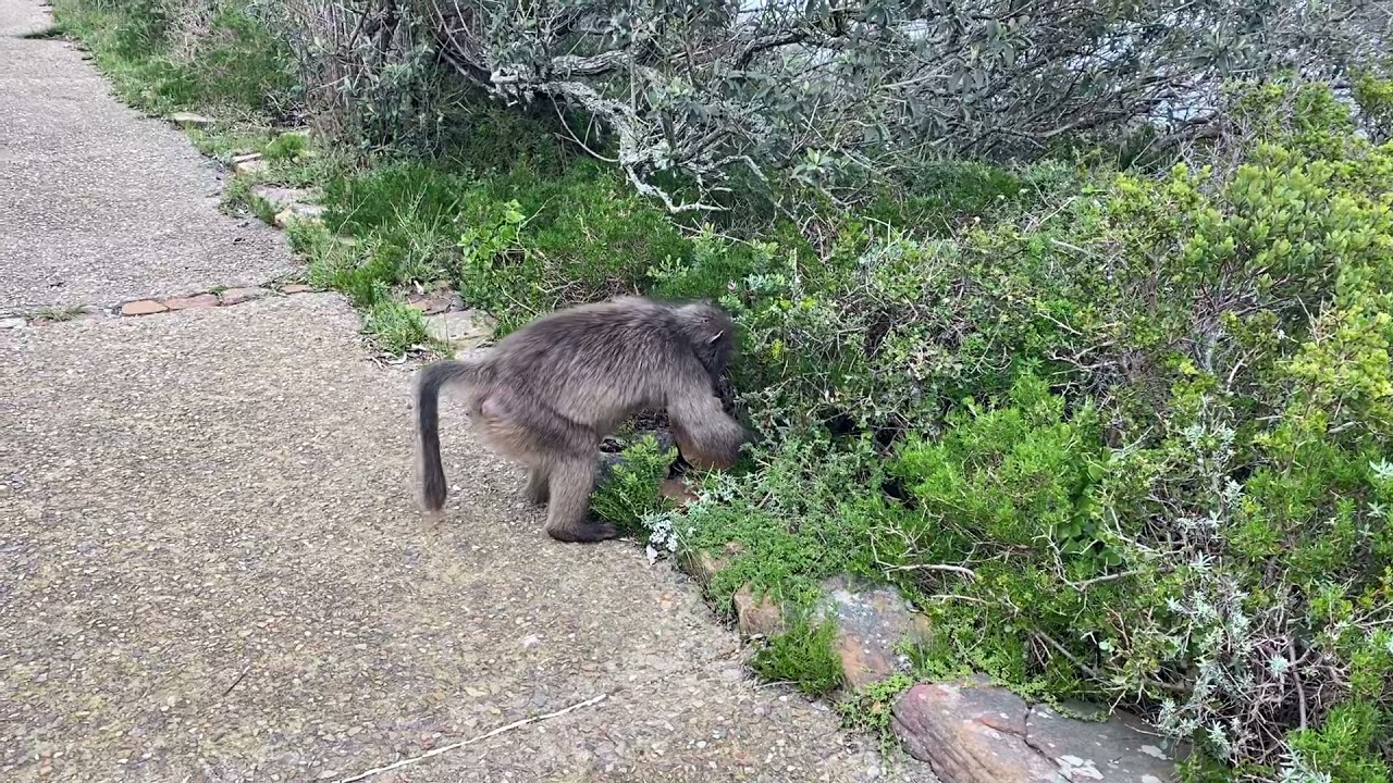 Cape Point baboon sighting - YouTube
