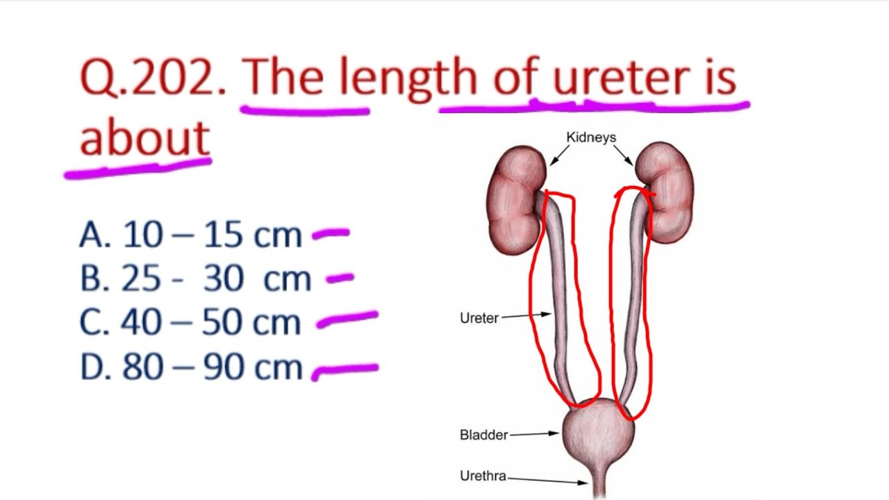 Anatomy and physiology mcq -21 // Renal System anatomy MCQ// Excretory ...