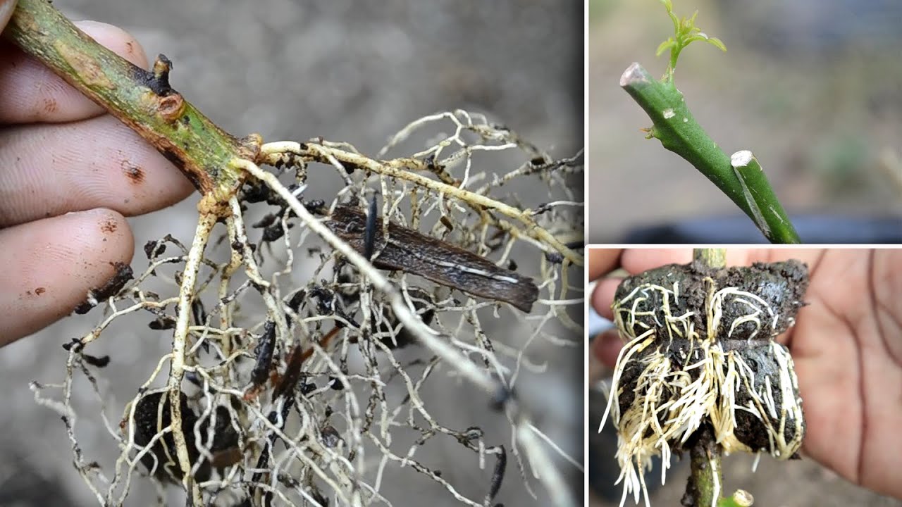 WOW...! 3 Easy Way To Cloning, You can Apply On Citrus Tree! - YouTube