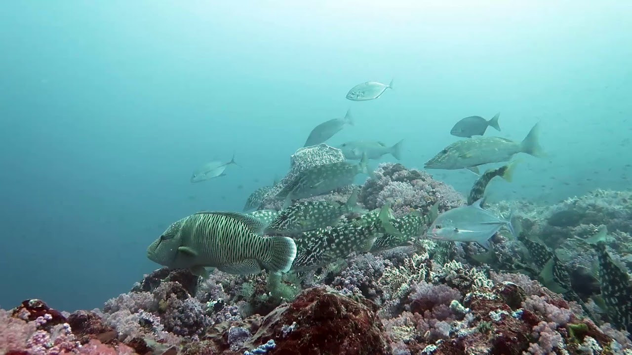 Long Nosed Emperor Fish and Friends - YouTube