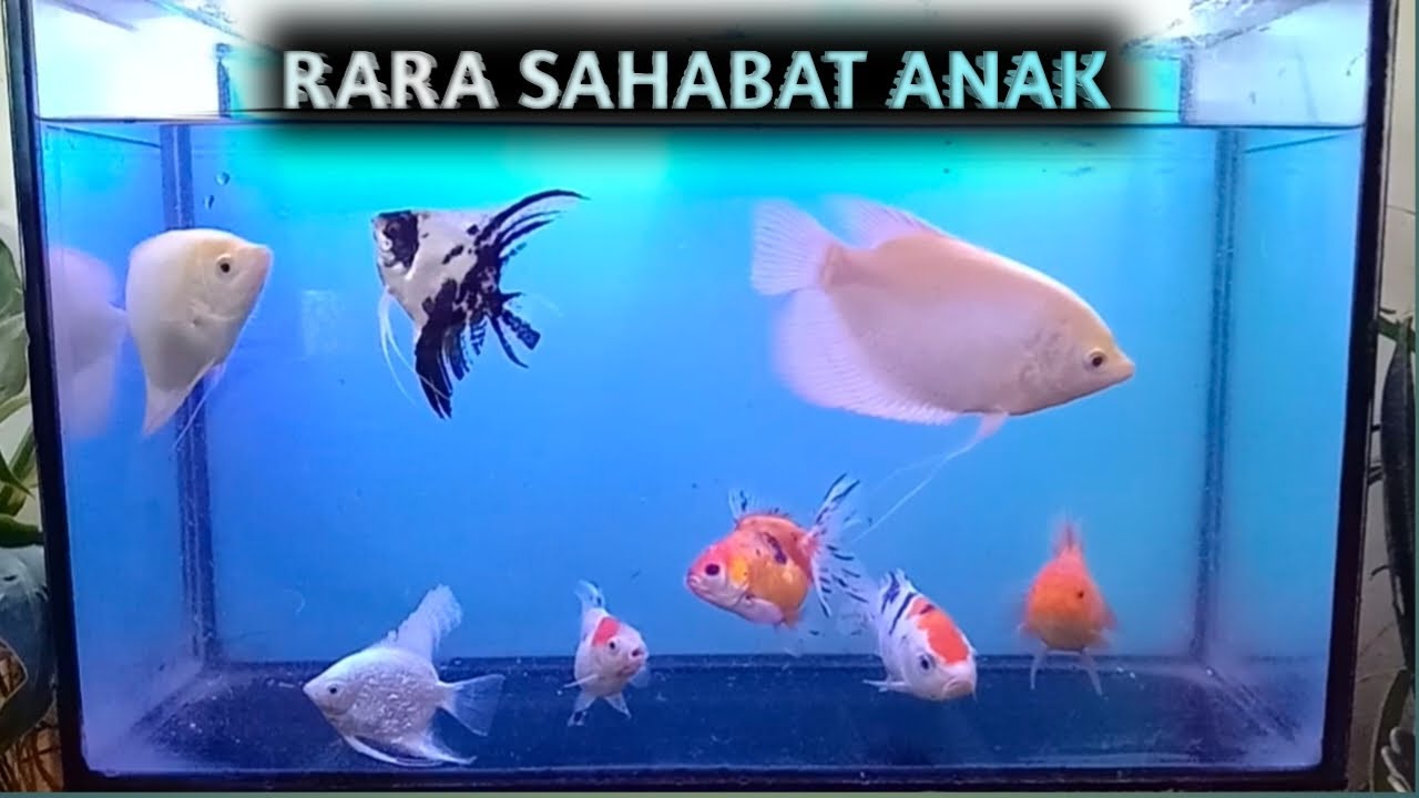 UNBOXING IKAN GLOWFISH, MOLLY GOLDEN BLACK, KOHAKU KOI, KOI SLAYER ...