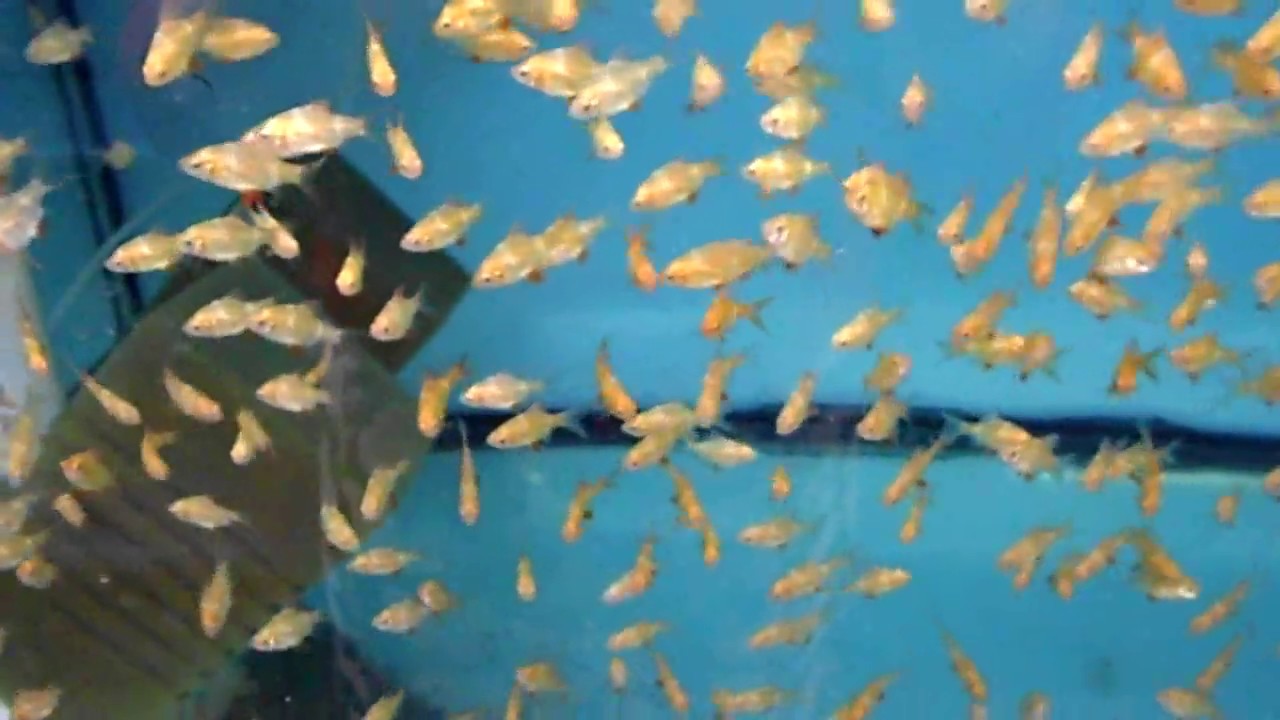 Barbus tetrazona albino - YouTube