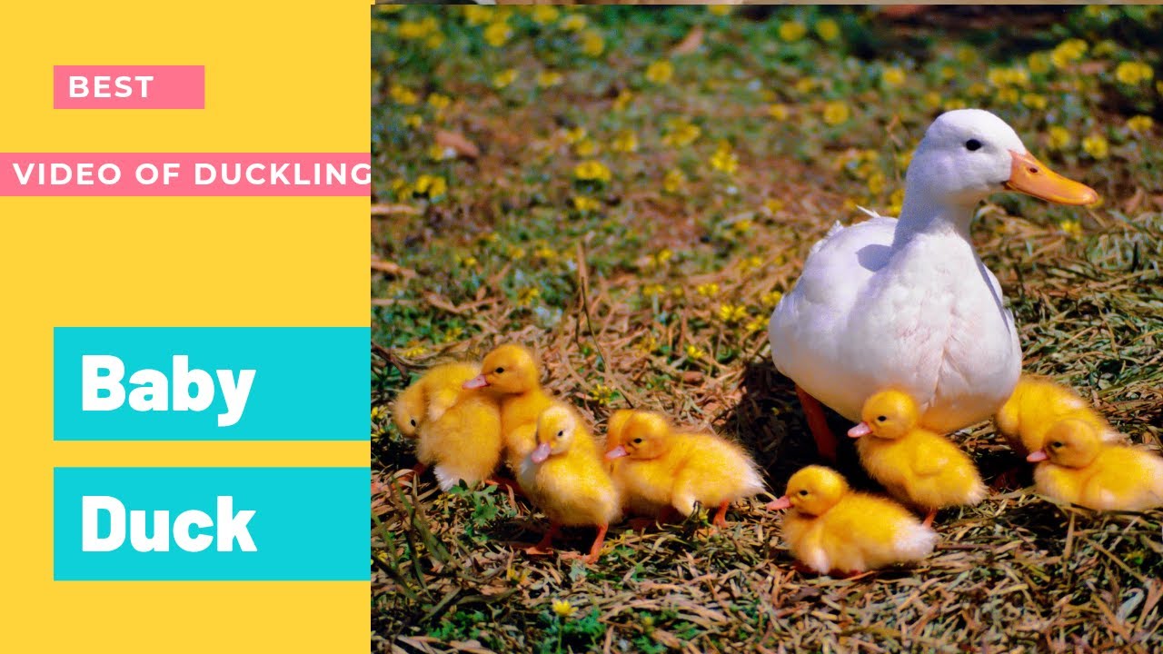 Baby Duck Video | Duckling Best Video | Duck | Lovely Duck - YouTube