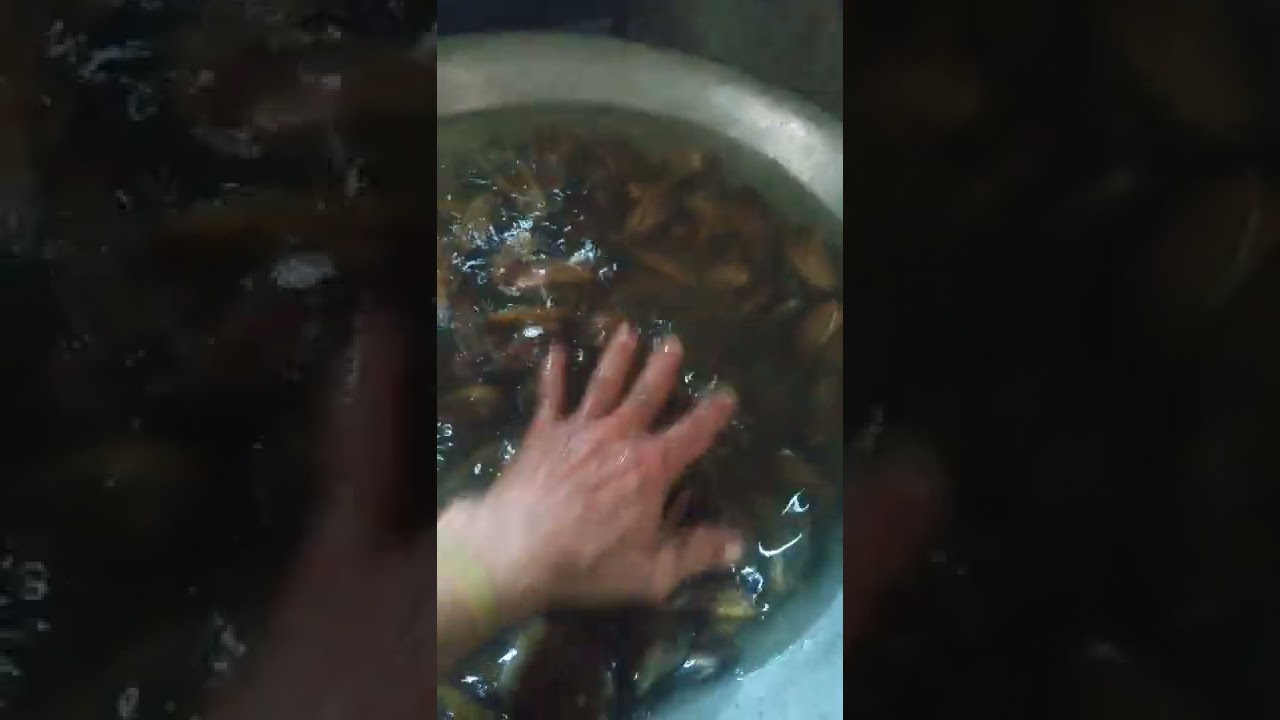 SHELL sa tubig tabang,#short - YouTube